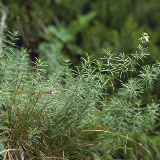 Bedstraw (Galium Lucidum) Plant Care & How to Grow, Water