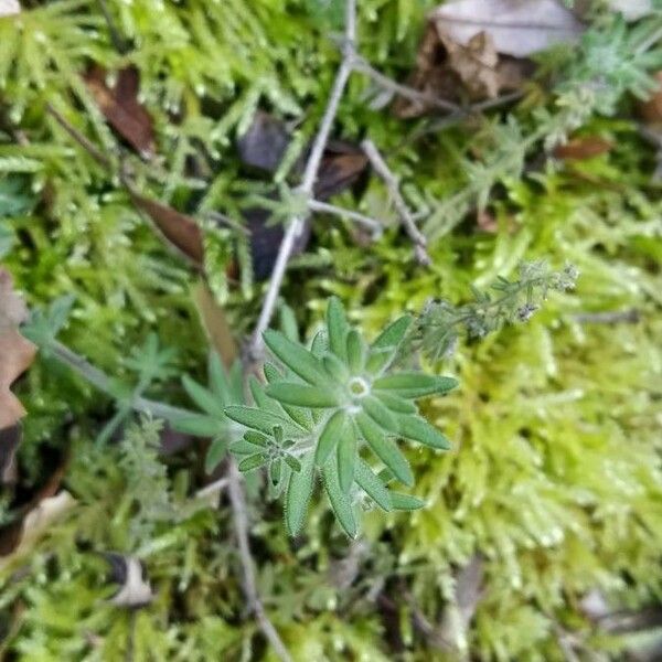 Sea Peffle (Galium Maritimum) Plant Care & How to Grow, Water