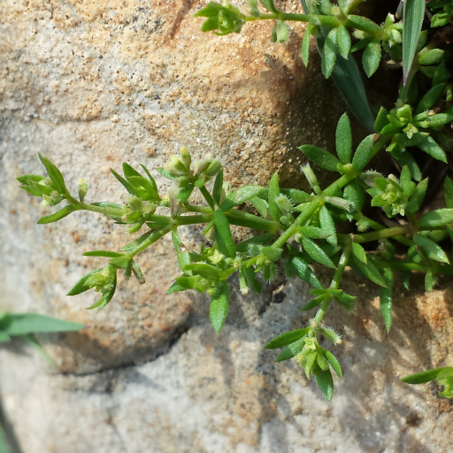 Small Goosegrass (Galium Murale) Care Guide: Water, Soil & Propagation ...