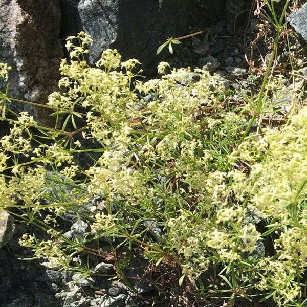 Galium Obliquum Care Guide: Water, Soil & Propagation - Plantiary