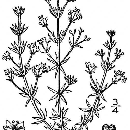 Wall Bedstraw (Galium Parisiense) Plant Care & How to Grow, Water