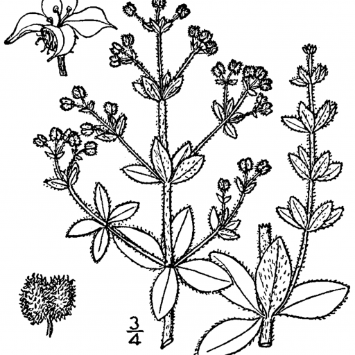 Hairy Bedstraw (Galium Pilosum) Plant Care & How to Grow, Water