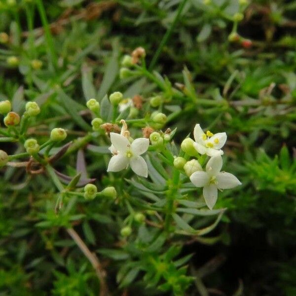 Galium Pusillum Plant Care & How to Grow, Water