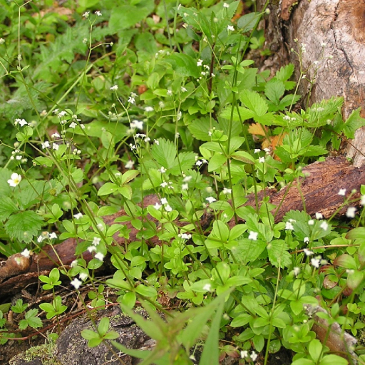 Round-Leaved Bedstraw (Galium Rotundifolium) Plant Care & How to Grow ...
