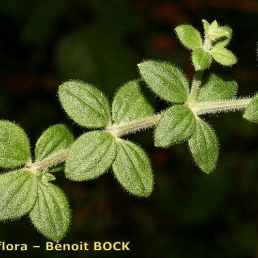 Galium Scabrum Plant Care & How to Grow, Water