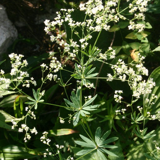 Wood Bedstraw (Galium Sylvaticum) Plant Care & How to Grow, Water