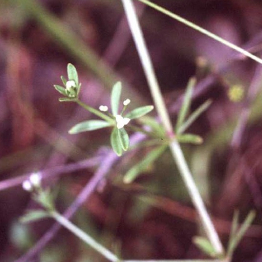 Small Bedstraw (Galium Trifidum) Plant Care & How to Grow, Water