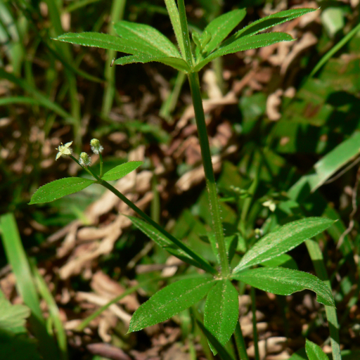 Cudweed (Galium Triflorum) Plant Care & How to Grow, Water