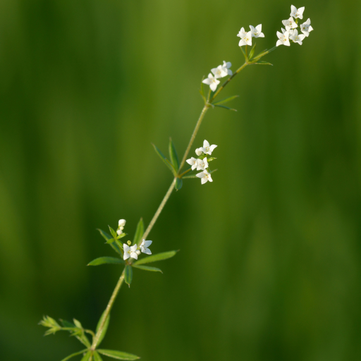 Fen Bedstraw (Galium Uliginosum) Plant Care & How to Grow, Water