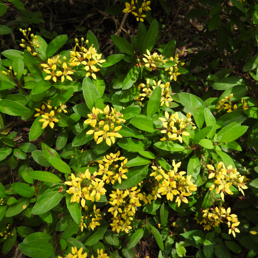 Goldshower (Galphimia Glauca) Plant Care & How to Grow, Water