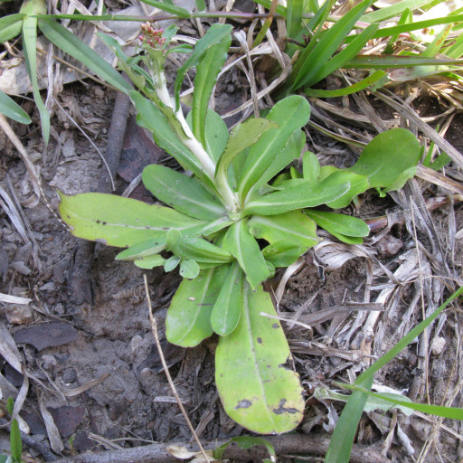 Gray Everlasting (Gamochaeta Coarctata) Plant Care & How to Grow, Water