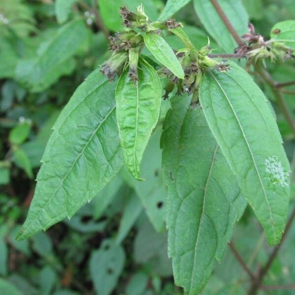 Garcilassa Rivularis Plant Care & How to Grow, Water