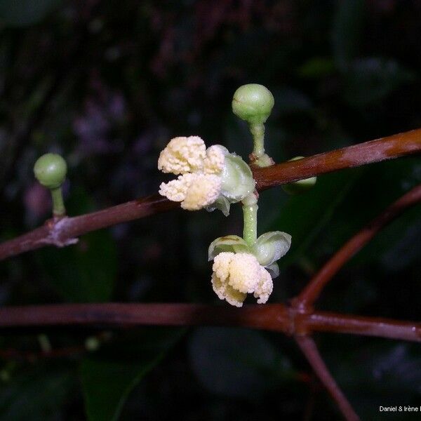Garcinia Balansae Plant Care & How to Grow, Water