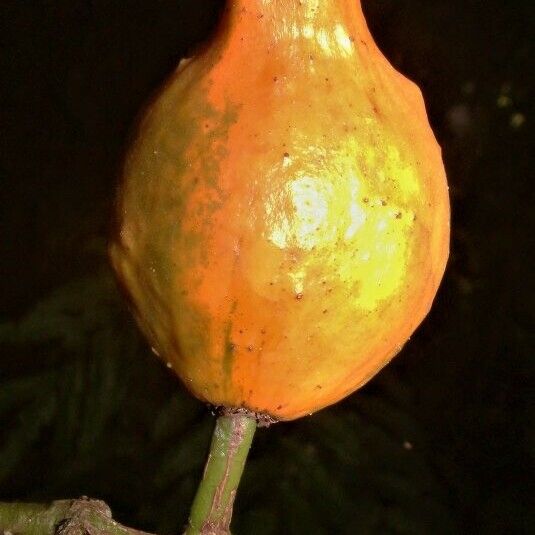 Bacuripari (Garcinia Macrophylla) Plant Care & How to Grow, Water
