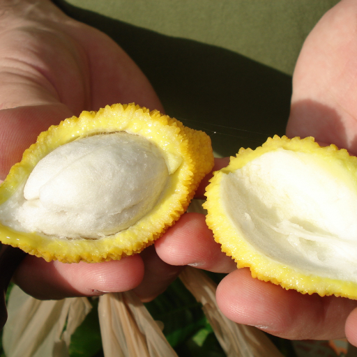 Charichuelo (Garcinia Madruno) Care Guide: Water, Soil & Propagation ...