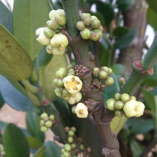 Common Garcinia (Garcinia Subelliptica) Plant Care & How to Grow, Water