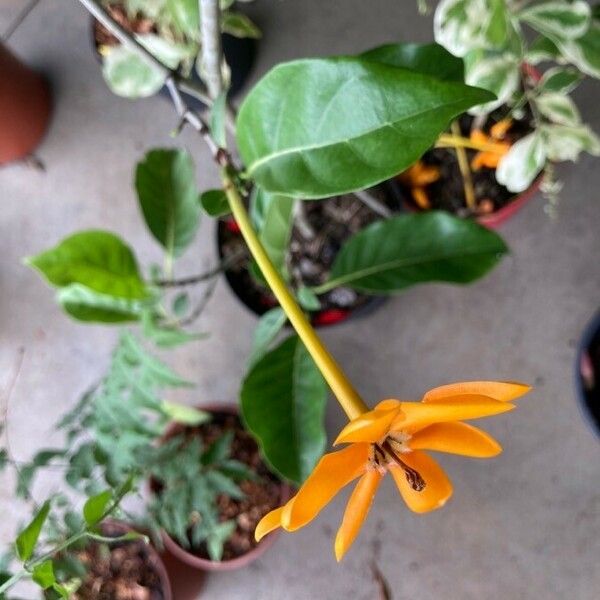 Golden Gardenia (Gardenia Carinata) Plant Care & How to Grow, Water