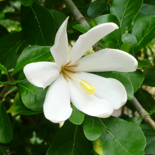 Horned Gardenia (Gardenia Cornuta) Plant Care & How to Grow, Water