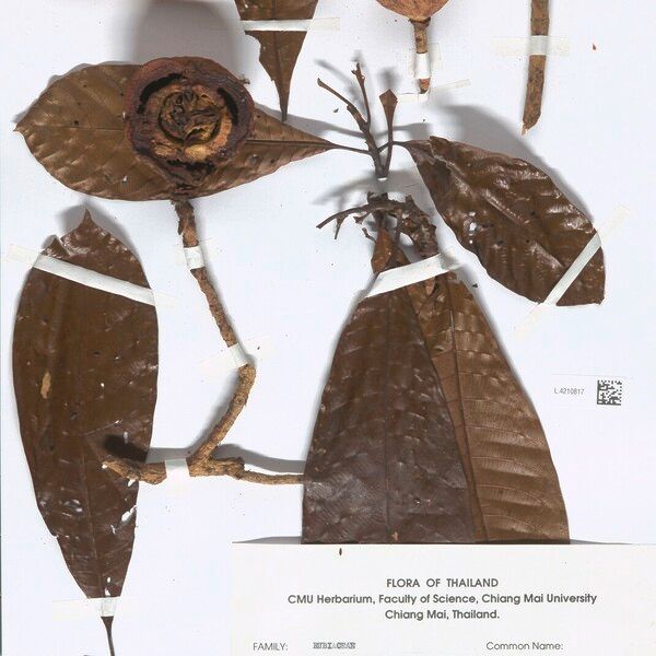 Gardenia Griffithii Plant Care & How to Grow, Water