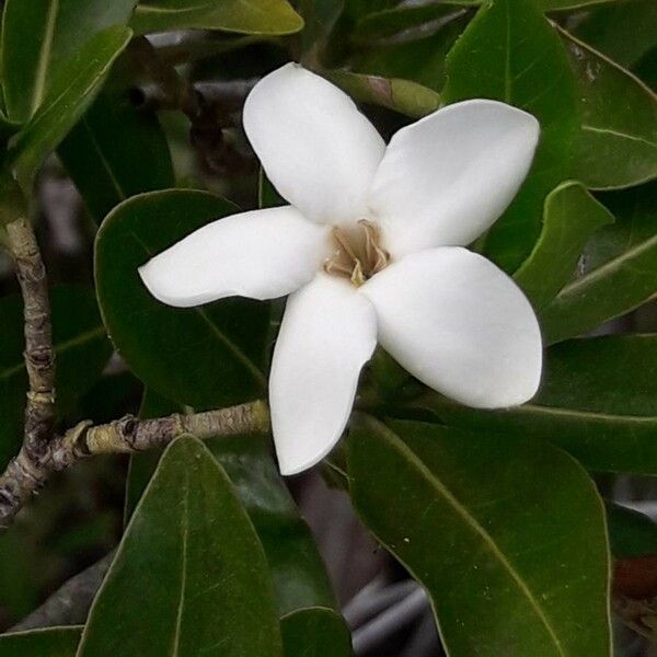 Gardenia Urvillei Care Guide: Water, Soil & Propagation - Plantiary