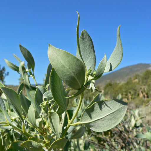 Ashy Silk-Tassel (Garrya Flavescens) Plant Care & How to Grow, Water