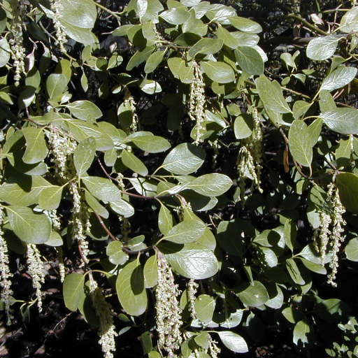 Bearbrush (Garrya Fremontii) Plant Care & How to Grow, Water