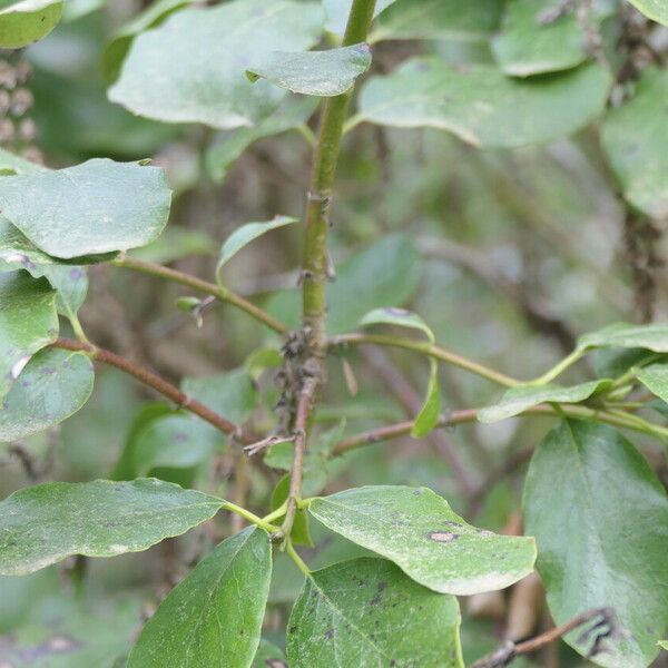 Garrya × Issaquahensis Care Guide: Water, Soil & Propagation - Plantiary