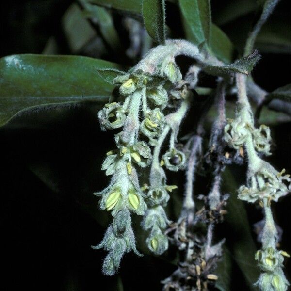 Cuachichic (Garrya Laurifolia) Plant Care & How to Grow, Water