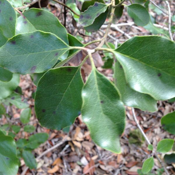 Eggleaf Silktassel (Garrya Ovata) Plant Care & How to Grow, Water