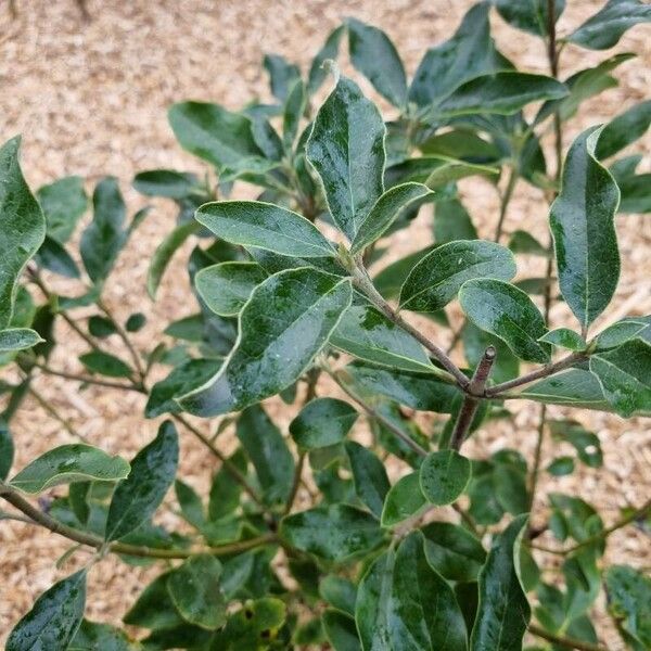 Garrya × Thuretii Plant Care & How to Grow, Water