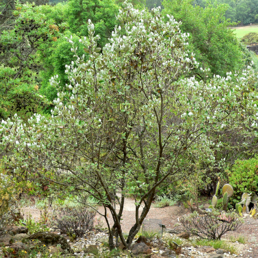 Canyon Silktassel (Garrya Veatchii) Plant Care & How to Grow, Water