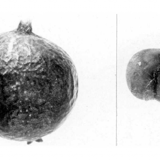 Wright's Silktassel (Garrya Wrightii) Plant Care & How to Grow, Water