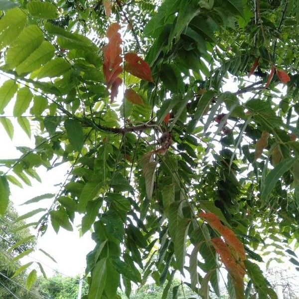 Garuga Floribunda Plant Care & How to Grow, Water