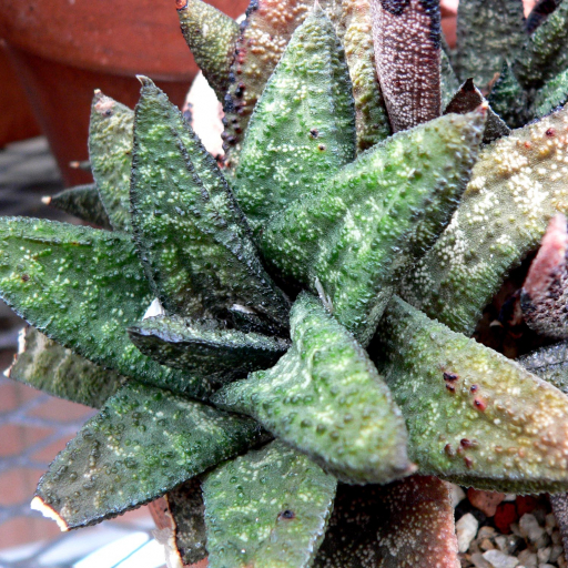 Little Warty (Gasteria Batesiana) Plant Care & How to Grow, Water