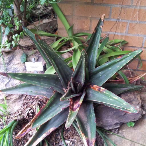 Blade Oxtongue (Gasteria Excelsa) Plant Care & How to Grow, Water