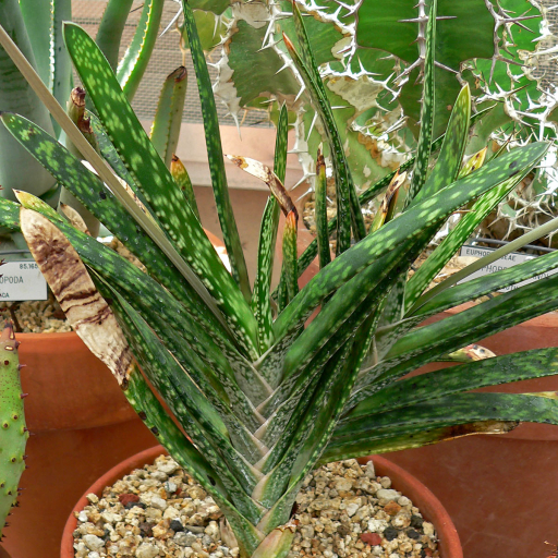 Gasteria Gracilis Plant Care & How to Grow, Water