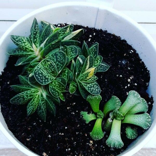 Gracilis (Gasteria Minima) Care Guide: Water, Soil & Propagation ...