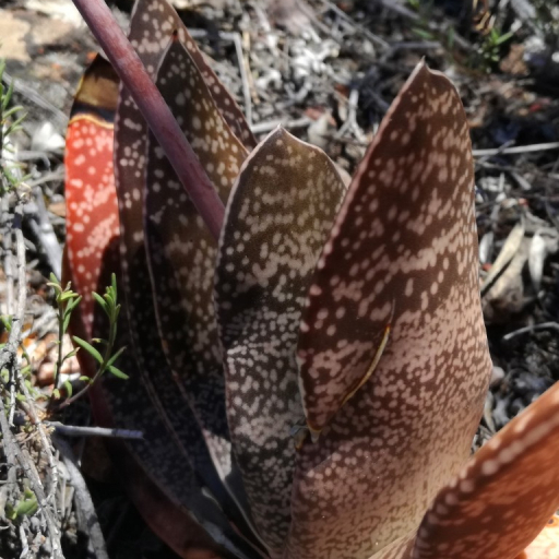 Common Robertson Oxtongue (Gasteria Nigricans) Plant Care & How to Grow ...