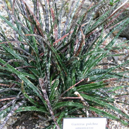 Gasteria Pulchra Plant Care & How to Grow, Water