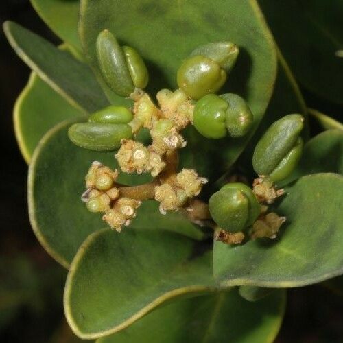 Gastrolepis Alticola Plant Care & How to Grow, Water