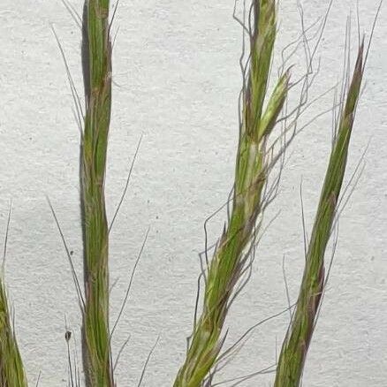 Fragile Oat (Gaudinia Fragilis) Plant Care & How to Grow, Water
