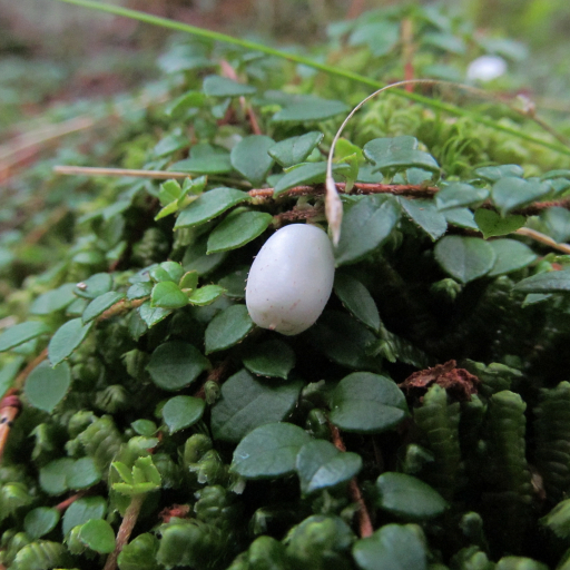 Creeping Snowberry (Gaultheria Hispidula) Plant Care & How to Grow, Water