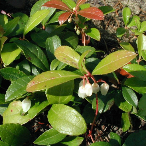Wintergreen (Gaultheria Procumbens) Plant Care & How to Grow, Water