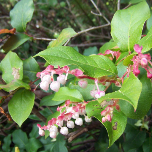 Salal (Gaultheria Shallon) Plant Care & How to Grow, Water