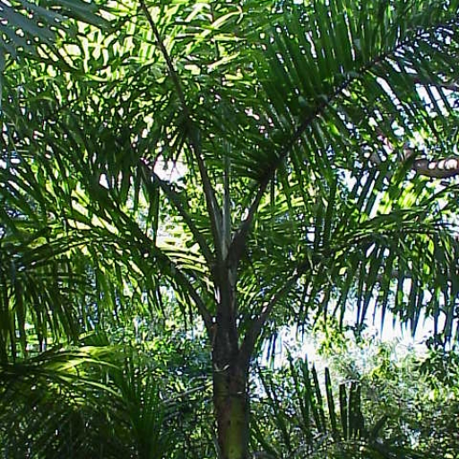 Maya Palm (Gaussia Maya) Plant Care & How to Grow, Water