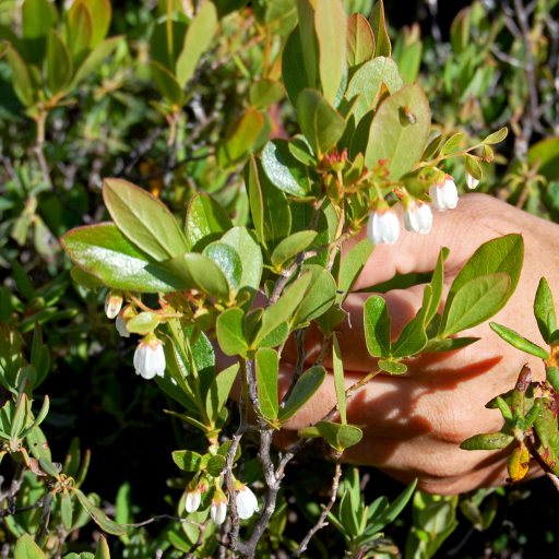 Northern Dwarf Huckleberry (Gaylussacia Bigeloviana) Care Guide: Water ...