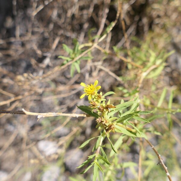 Geigeria Ornativa Plant Care & How to Grow, Water