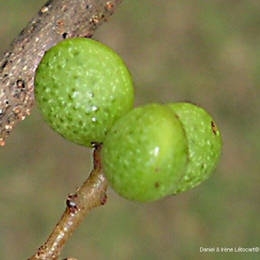 Geijera Balansae Plant Care & How to Grow, Water