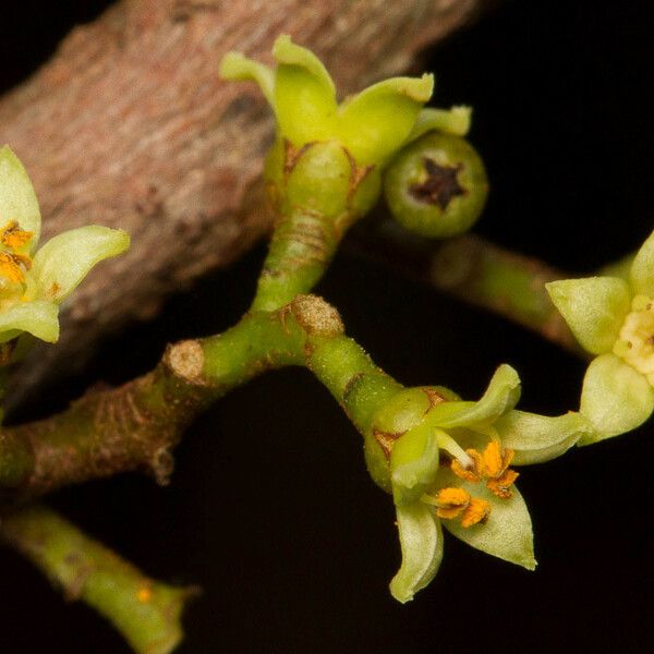 Geijera Cauliflora Plant Care & How to Grow, Water