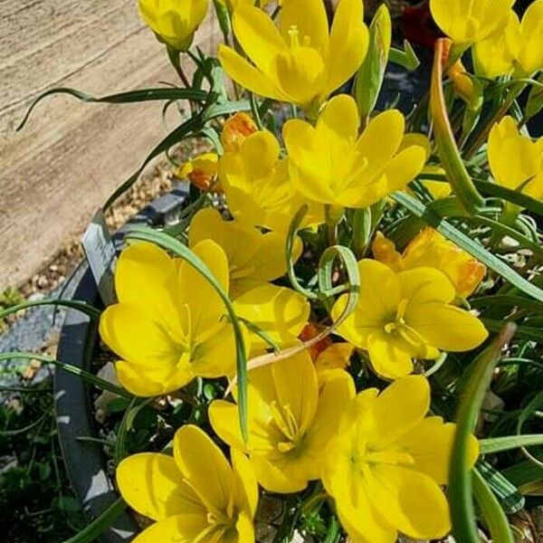 Hantam Satin (Geissorhiza Corrugata) Plant Care & How to Grow, Water